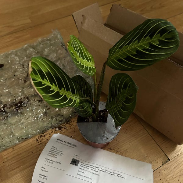 Scindapsus Mayari Variegated in a Nursery Pot | Rare Scindapsus Single ...