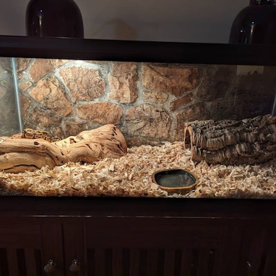 Terrarium Background / Cactus Trail With Sun & Mountains - Etsy