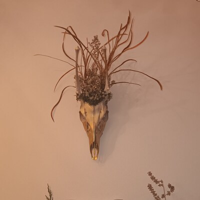 Deer Leg Bones Set of 4 - Etsy