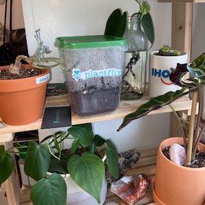 Ficus Altissima lofty Fig or 'council Tree' Seeds - Etsy