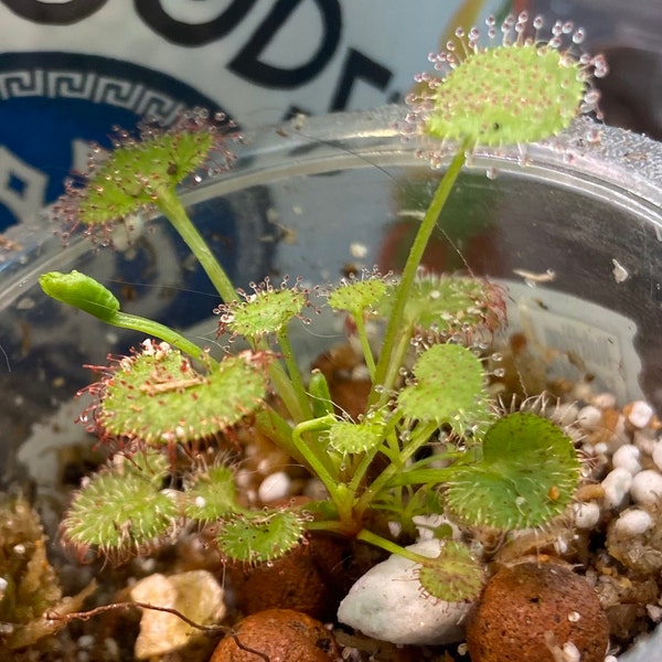 Drosera Prolifera-live Carnivorous Plant - Etsy