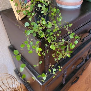 Scented Geranium Topiary Braid or Twist in a 6 Pot | Etsy