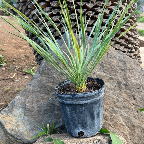 Beaked Yucca Rostrata ‘silver Select’ – Grown From Tissue Culture ...