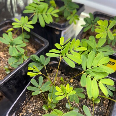 TREE SPINACH Seeds FREE Shipping Fresh & Organic - Etsy