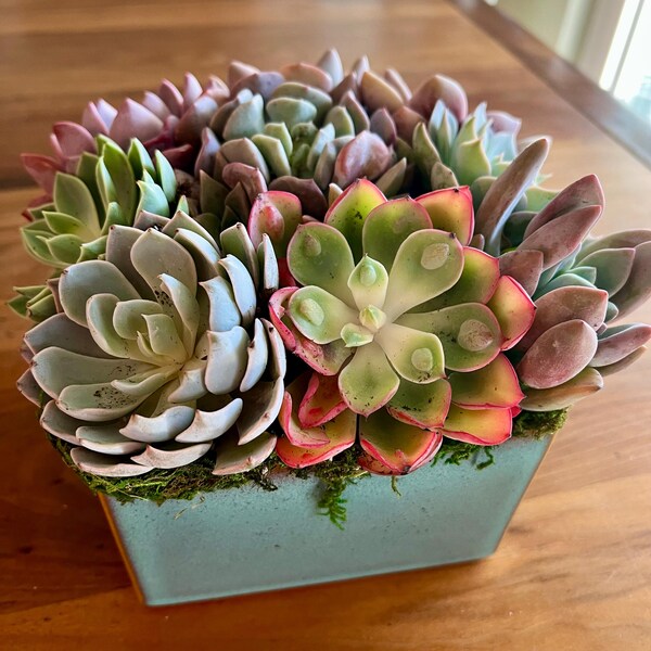 Colorful Living Succulents in a Falling Leaf Pot, Autumn Decor, Fall ...