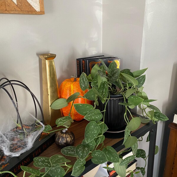 Hoya Cv. Chouke Full & Trailing Live Plant in 4 Hanging Basket - Etsy