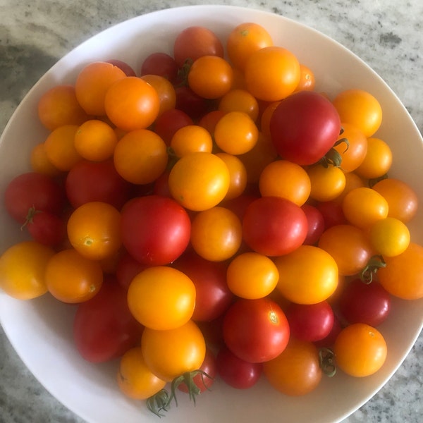 Little Tom Red or Yellow Tomato / 25 Seeds / NON GMO/ Open Pollinated ...