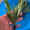 Java Fern Narrow-leaf (microsorum Pteropus 'narrow') - BUY3GET1FREE ...