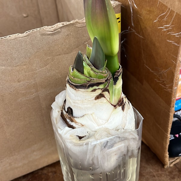 2 Amaryllis Vittata Bulbs FW95210-10 - Etsy