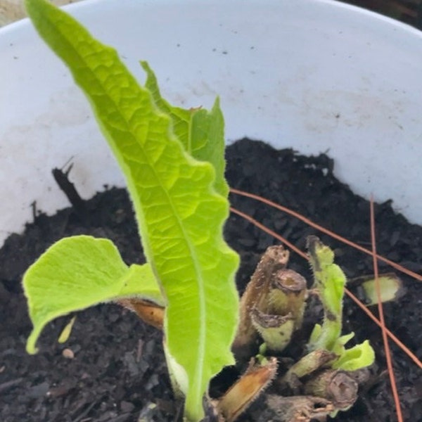 True Comfrey Crown Cuttings. (symphytum Officinale) Quality Roots ...