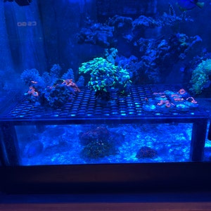 3 Tier Honeycomb Frag Rack System for 20g Long Aquarium - Etsy