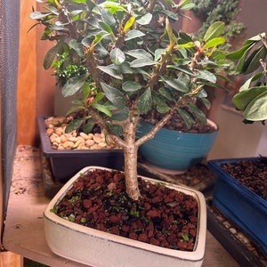 Purple Trumpet Bonsai Tree inner Feeling Collection From Cute Little ...