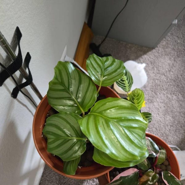 Calathea Orbifolia Starter Plant: Round Foliage Tropical Plant (***all ...