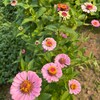 Ranunculus - Half Clone Juliette - 10 Corms - Sweet Pink Persian ...