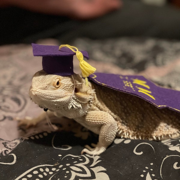 Bearded Dragon Graduation Cap and Gown - Etsy