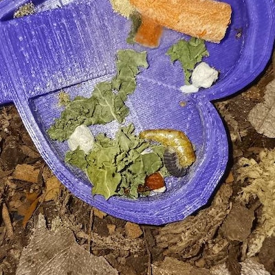 Skull Isopod Feeding Dish Tiny Food Bowl Rolly Polly Feeding - Etsy