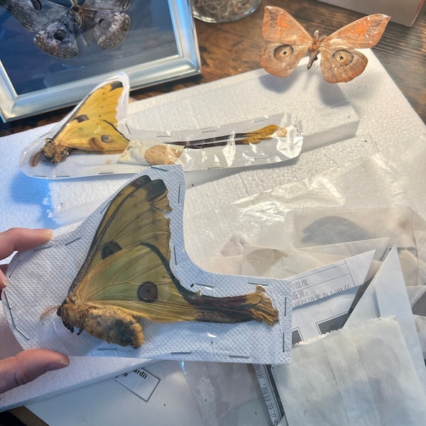 SPECIAL OFFER : A SUPERB Set of Large Moths for the Beginning Collector ...