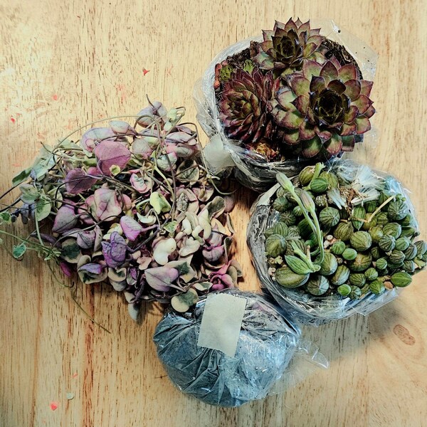 4 Old Man Cactus - Etsy