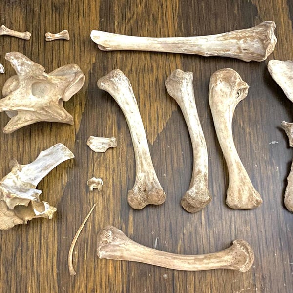 Small Bone Mystery Box - Etsy