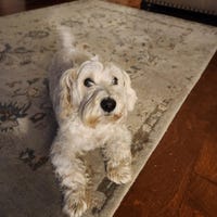 Meco Modes poppy Traditional Bishop Dress With No Sleeve Seams - Etsy ...