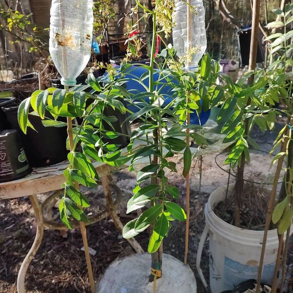 June Plum Dwarf, Ambarella Fruits, Jewel Plums in 10" Pot, Kedondong ...