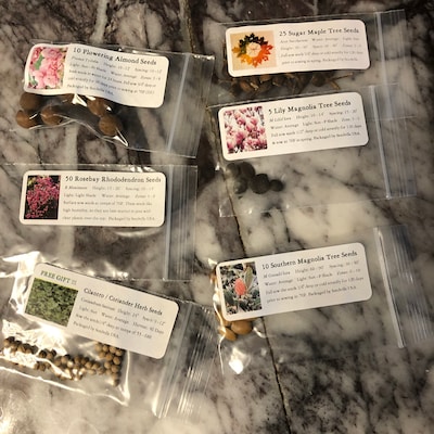 25 SUGAR MAPLE Syrup TREE Native Rock Fall Color Acer Saccharum Seeds ...