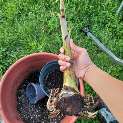 6 Alexander Palm Tree Seedlings Bare Root Solitaire Palm - Etsy