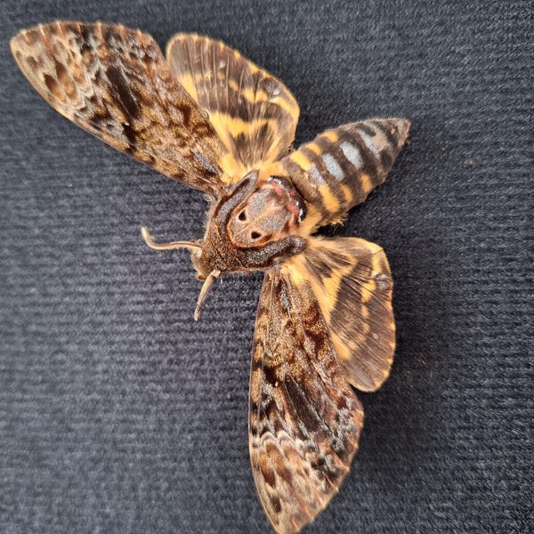2 Real Death Head Moth Acherontia Spread Mounted Skull Moth Silence ...