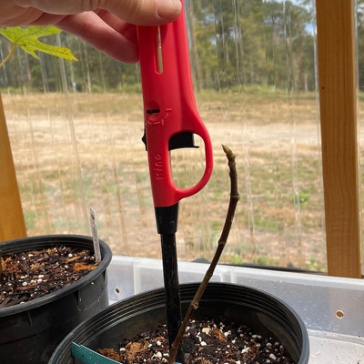 1 Early Crop Ever Bearing Mammoth Red Raspberry.live - Etsy