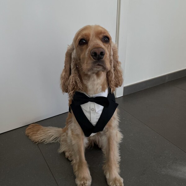 Gray Dog Tuxedo Harness, Wedding Tuxedo for Dogs, Custom Made Tuxedo ...