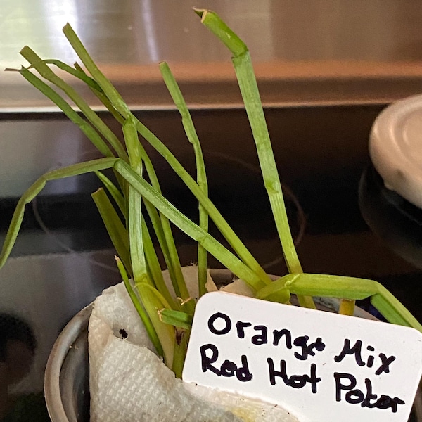 2 Live Orange Mixed Red Hot Poker Perennial Plant. Stunning Colors ...