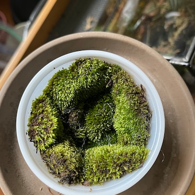 Spoon Leaved Moss Bryoandersonia Illecebra Live Terrarium Moss - Etsy
