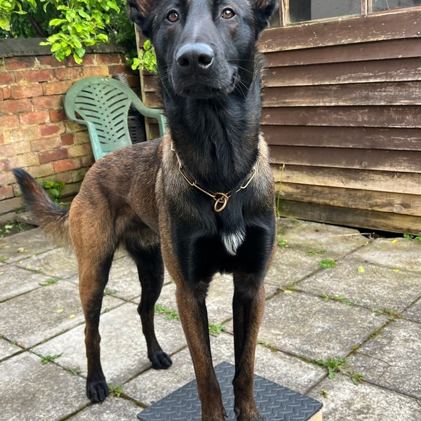 Dog Training Pivot Box and Place Board 2 Piece Bundle for Dog Agility ...