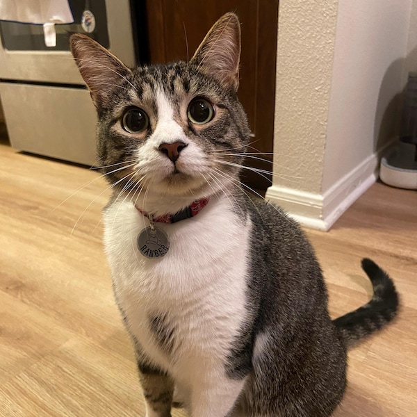 Mini Dog Tag for Dogs, the Bean, Dog Tag, Kidney Bean, Personalized ...