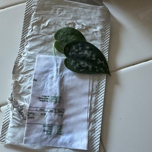 Mint Cuttings One Cutting Each From 38 Mint Variations Water ...