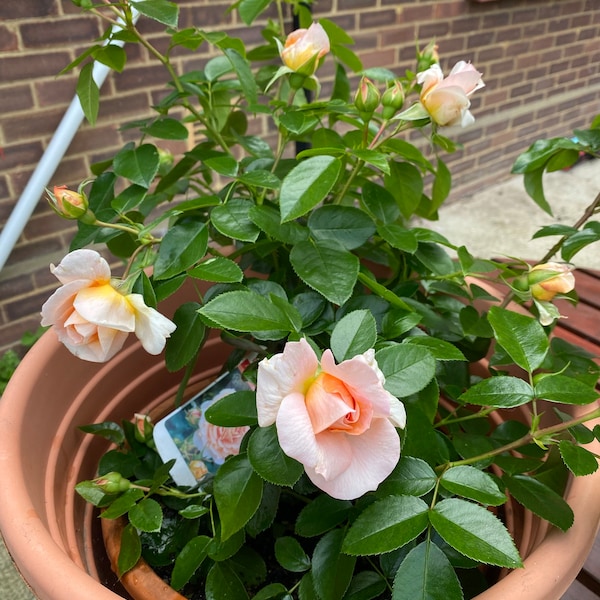 1 X Queen Elizabeth Climbing Rose Bush 3ltr Pot - Etsy UK