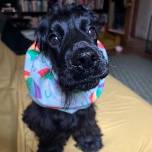 Waterproof Coat (made to Measure) for Cocker Spaniels, Redgranate - Etsy