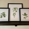 Botanical Print Set, Living Room Wall Art, Plant Posters, Leaf Prints ...