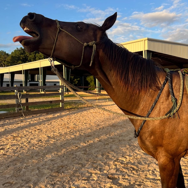 Custom Horse Neck Rope/cordeo, Liberty Rope, Yacht Rope Neck Rope, Neck ...
