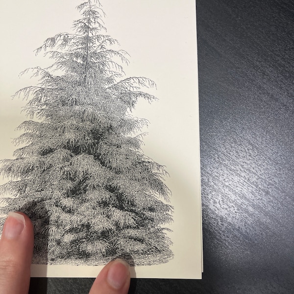 Pine Tree Note Card Set of 10 in White or Light Ivory With Matching ...