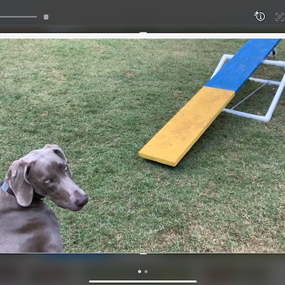 Dog Agility Weave Poles 12 Stick in the Ground Weaves. Superior ...