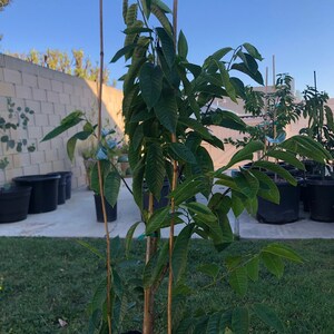 Red Wax Jambu Fruit Tree Mận an Phước. - Etsy