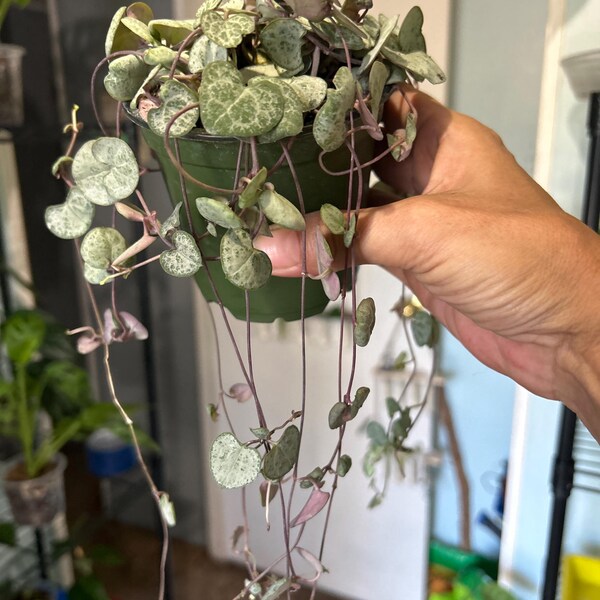 Ceropegia Woodii 'silver Glory' String of Hearts - Etsy