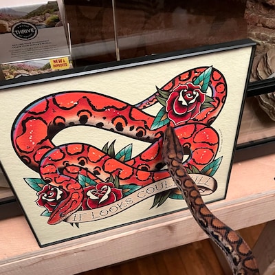 Cornsnake Morph Posters - Etsy