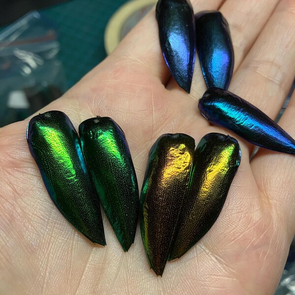 100 Rare Golden Red Orange Real Jewel Beetle Wings Bug Shells Elytra ...