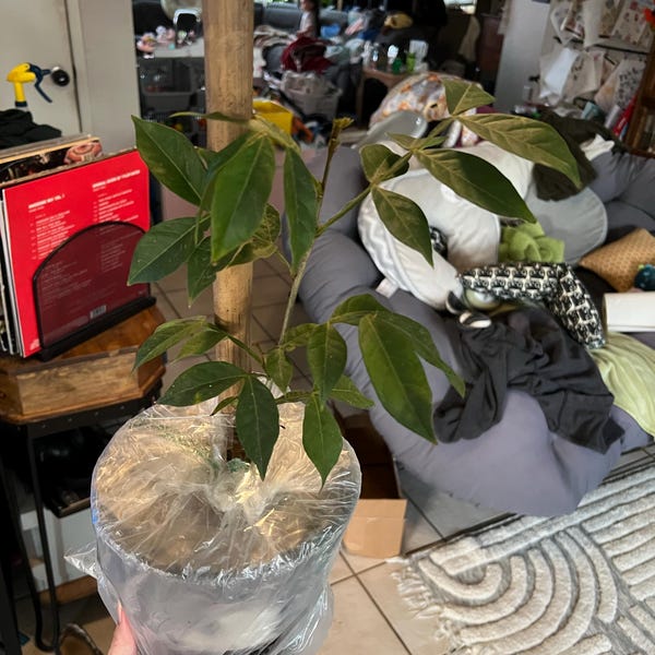 Pitiona (lippia Alba) - Etsy