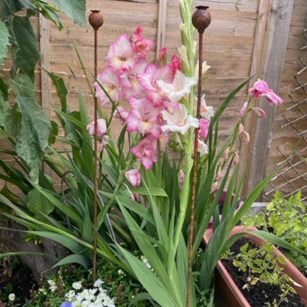 Metal Wigwam Bean Poles Garden Sweet Pea Plant Support Obelisk. 143cm ...