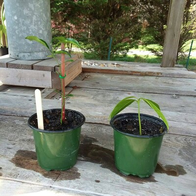 Treesagain Valencia Orange Tree Citrus Sinensis Starter Plug - Etsy