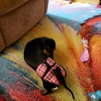 Dog Hygiene Knickers / Dog Season Pants Handmade by Me MADE TO ORDER by ...