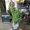 Australian Red Pulp Finger Lime Tree Please Read in Full - Etsy